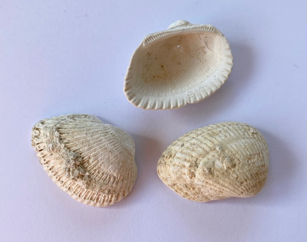 Fossiles véritables : Arca (lot de 12) | Sciencéthic